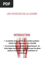 Anatomie des muscles du pied humain | PDF | Pied | Anatomie humaine