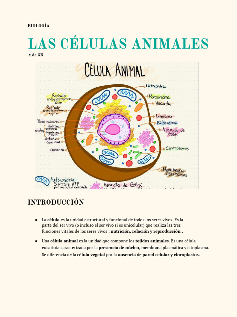 Las Células Animales | PDF | Biología Celular) | Organismos