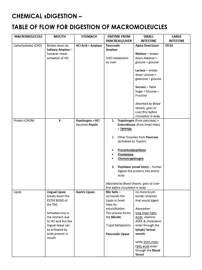 Digestive Process of Macromolecules | PDF | Digestion | Stomach