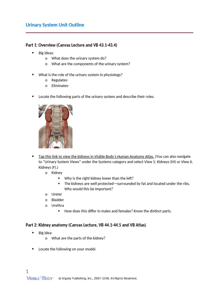 Urinary_System_Unit_Outline | PDF | Kidney | Urinary System