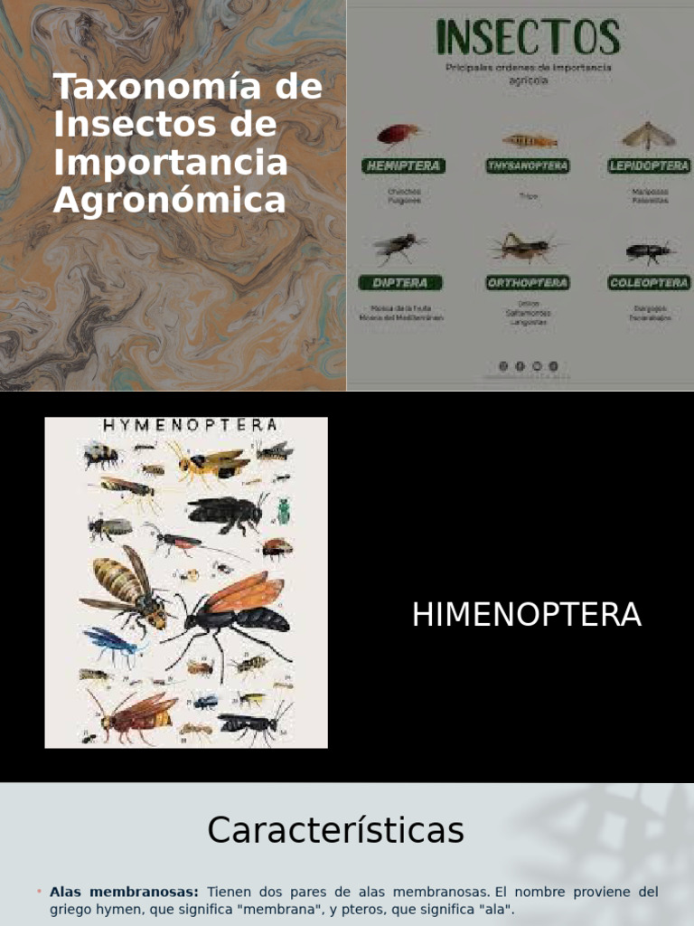 ENTOMOLOGÍA HIMENOPTERA | PDF | Hormiga | Himenópteros