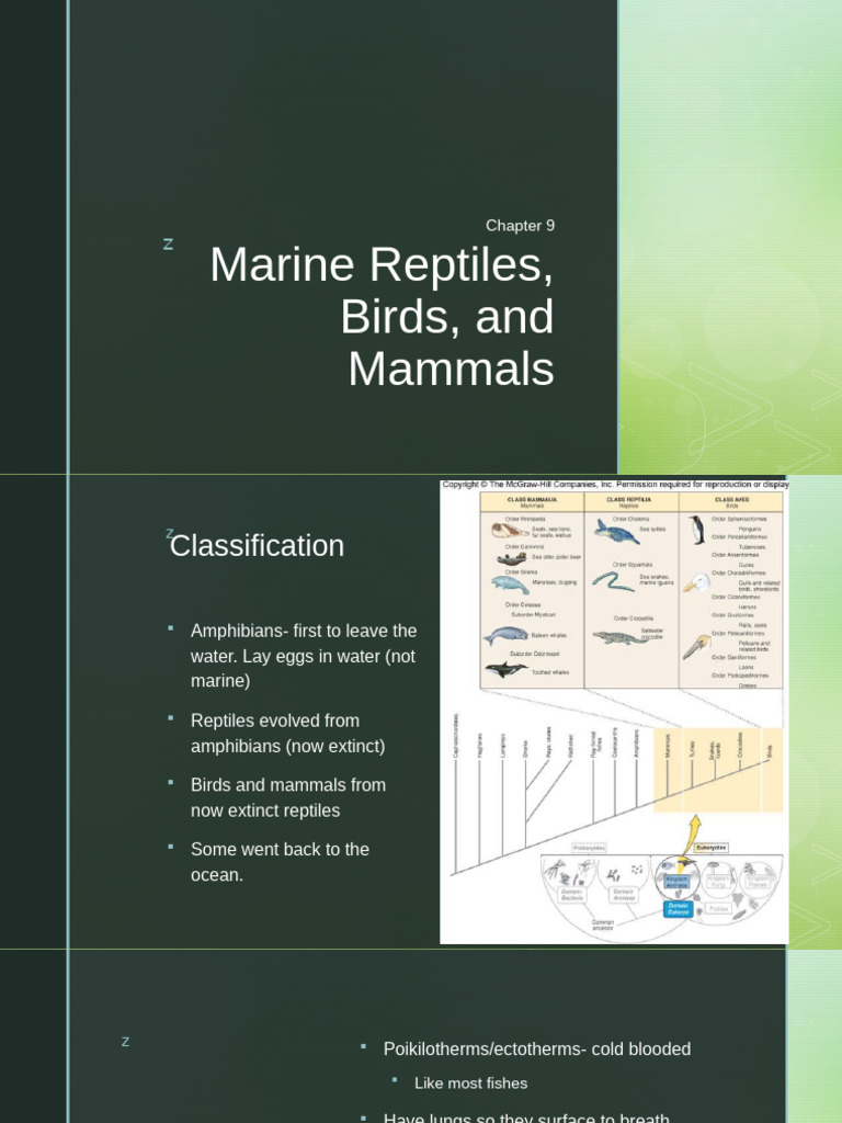 Marine Reptiles, Birds, and Mammals, Ch. 9 | PDF | Reptile | Seabird