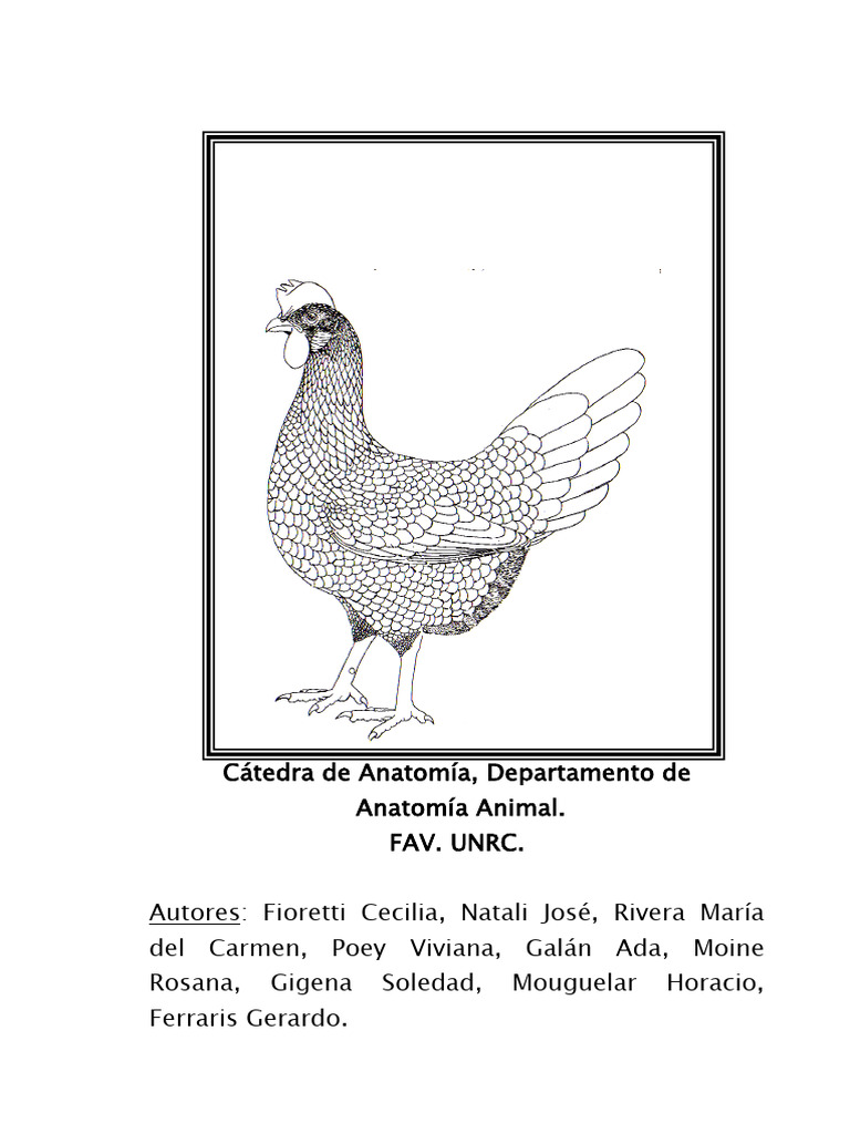 17 Anatomia de Las Aves | PDF | Esqueleto | Pulmón