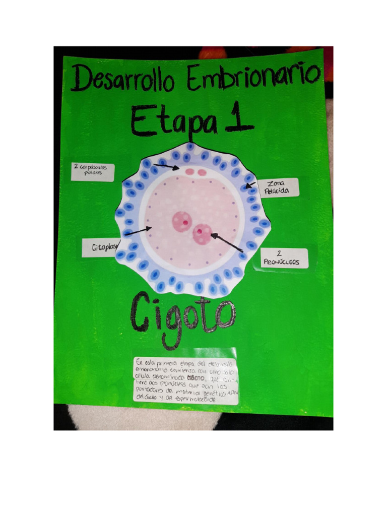 CIGOTO ETAPA 1 | PDF