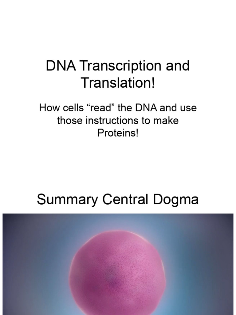 DNA Transcription and Translation | PDF | Rna | Dna