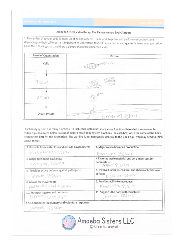 Amoeba Sisters Video Recap The Eleven Human Body Systems | PDF