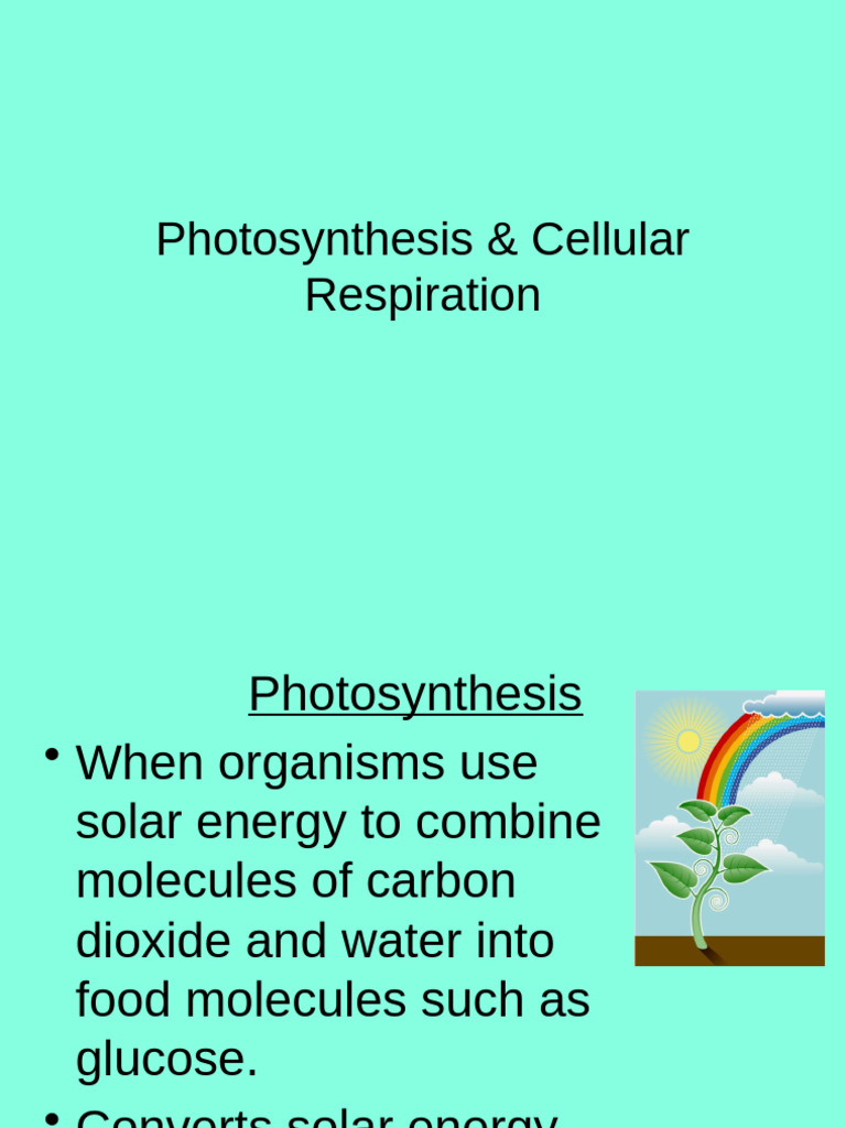 Photosynthesis & Cellular Respiration | PDF | Photosynthesis | Cellular ...