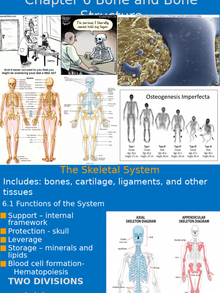 Bone Structure and Functions Explained | PDF | Bone | Osteoblast