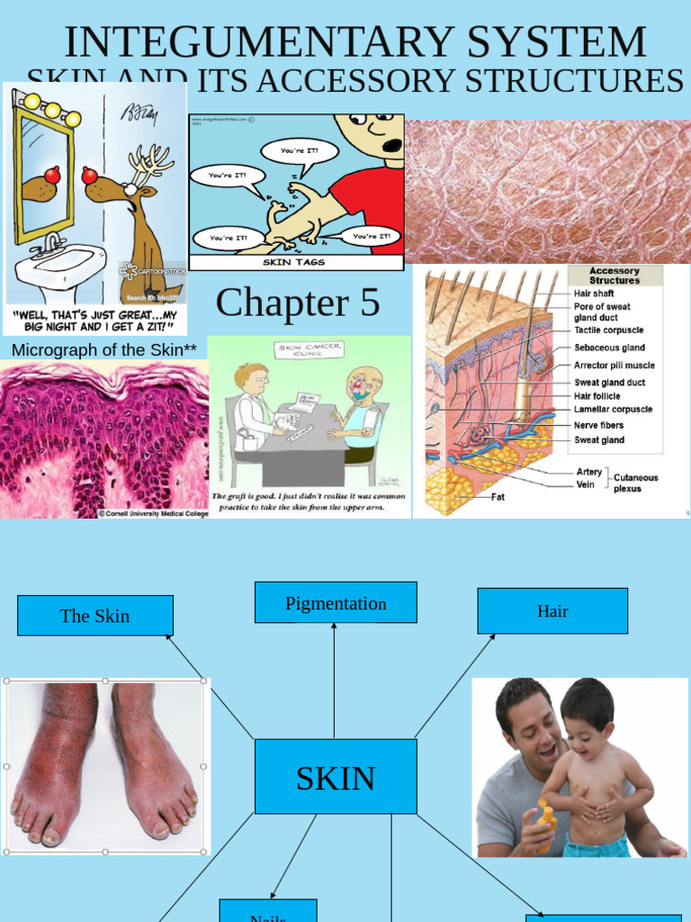Integumentary System-23 | PDF | Integumentary System | Skin