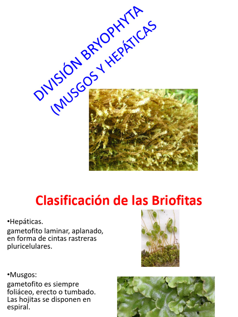 BRIOFITAS | PDF | Reproducción sexual | Eucariotas