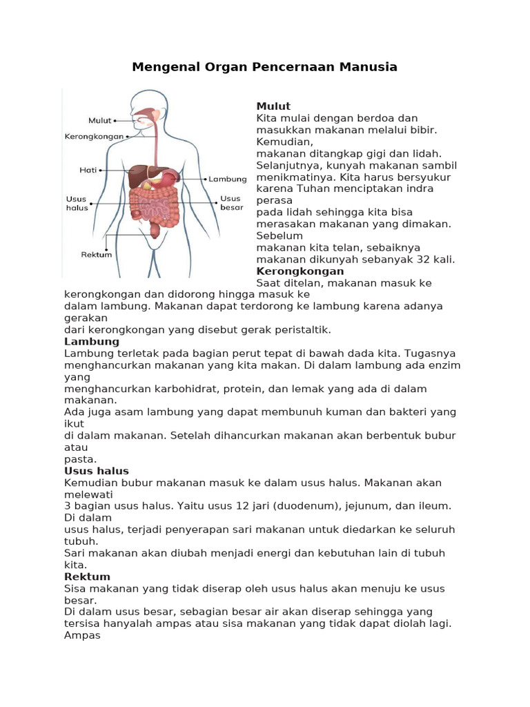Mengenal Organ Pencernaan Manusia | PDF