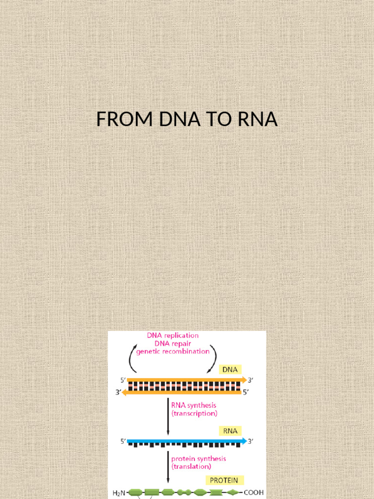 Alberts Essentials 3a Ed Cap 7 From DNA To Protein and 8 Control of ...