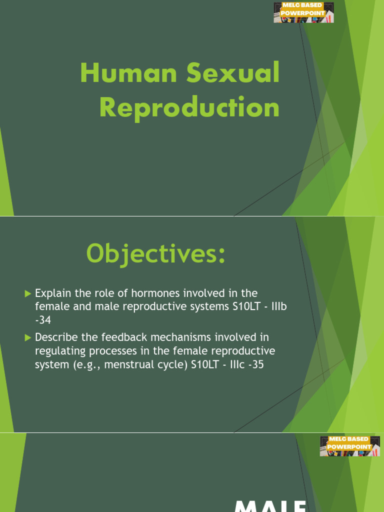 Male Reproductive System Overview | PDF | Testicle | Prostate