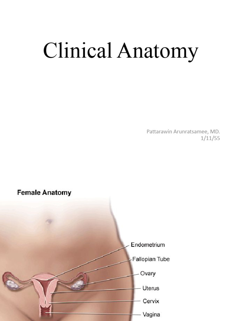 Clinical Anatomy Gyn | PDF | Pelvis | Ovary