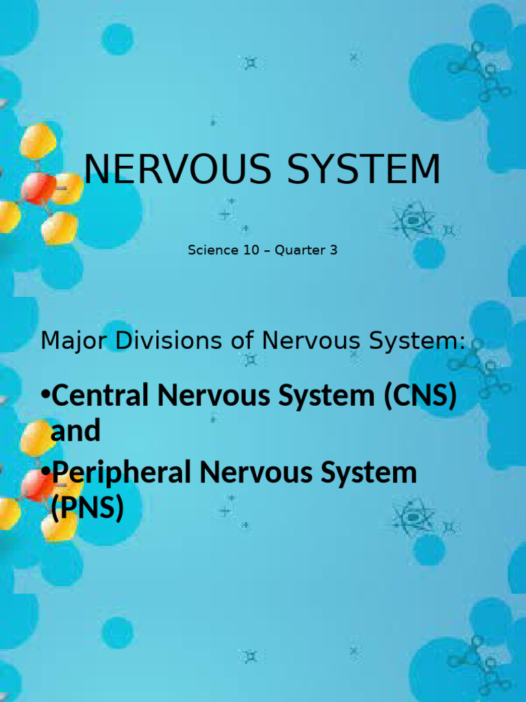 Nervous System Week 3 | PDF | Neuron | Central Nervous System