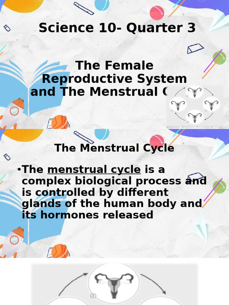 The Female Reproductive System and The Menstrual Cycle | PDF ...