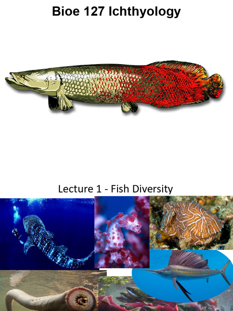 Fish Diversity and Phylogenetics Overview | PDF | Sharks | Elasmobranchii