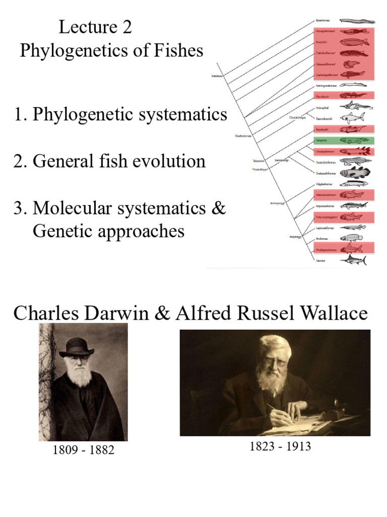 2 Phylogenetics BIOE127 Fall 2024 | PDF | Clade | Fish