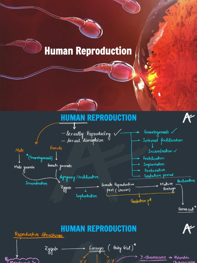 Human Reproduction (Part-2) | PDF