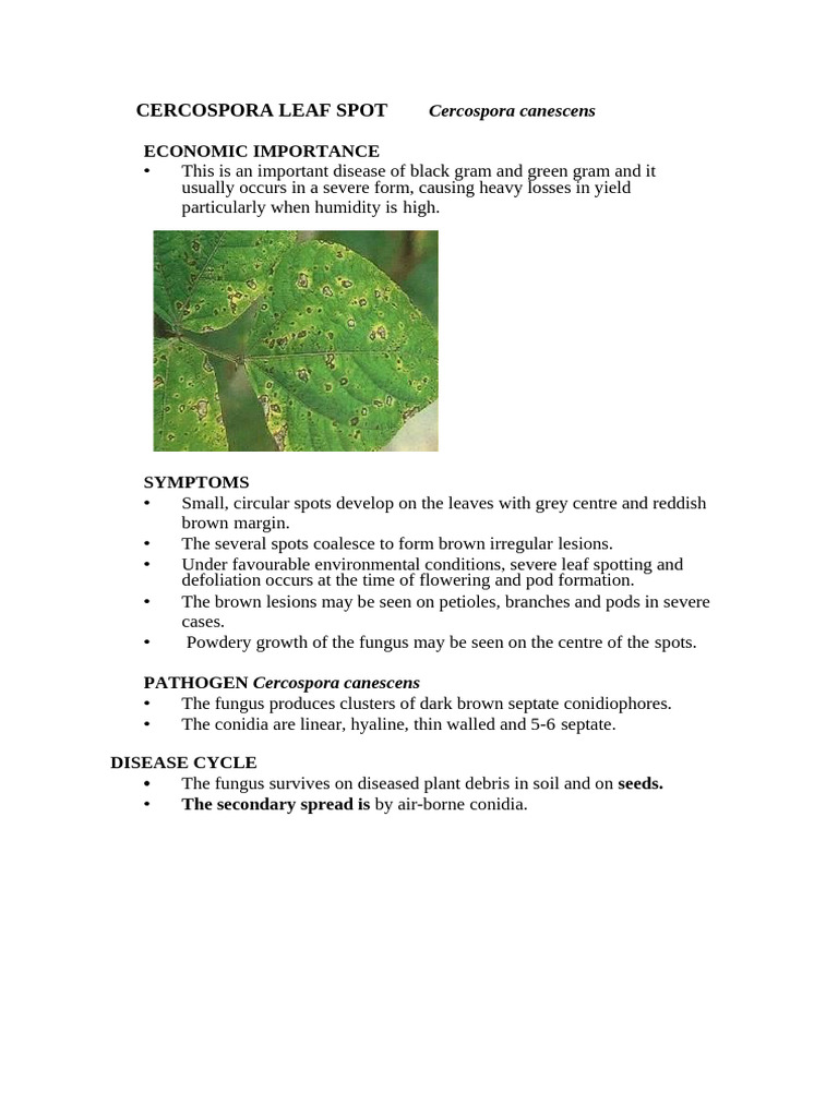CERCOSPORA LEAF SPOT Cercospora Canescens | PDF | Leaf | Fungus
