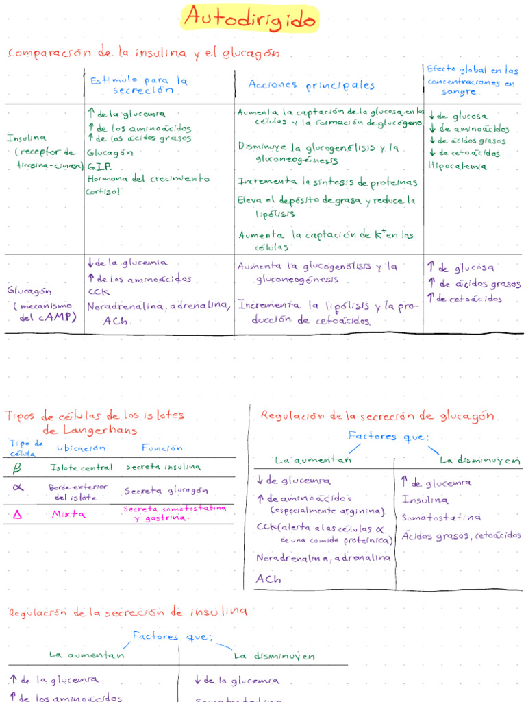 Páncreas Endócrino - Insulina y Glucagón | PDF | Insulina | Bioquímica