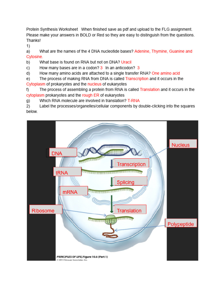 Protein Synthesis Worksheet When Finished Save as PDF and Upload to the ...