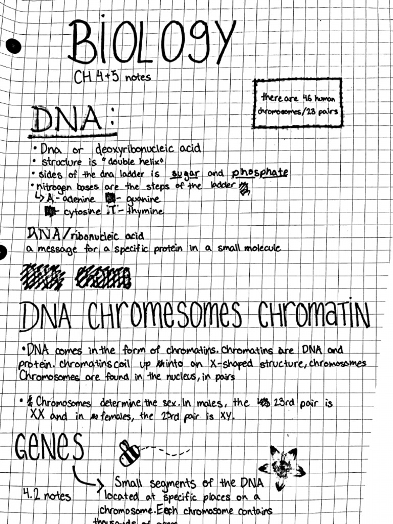 Biology Notes DNA Chromosomes | PDF