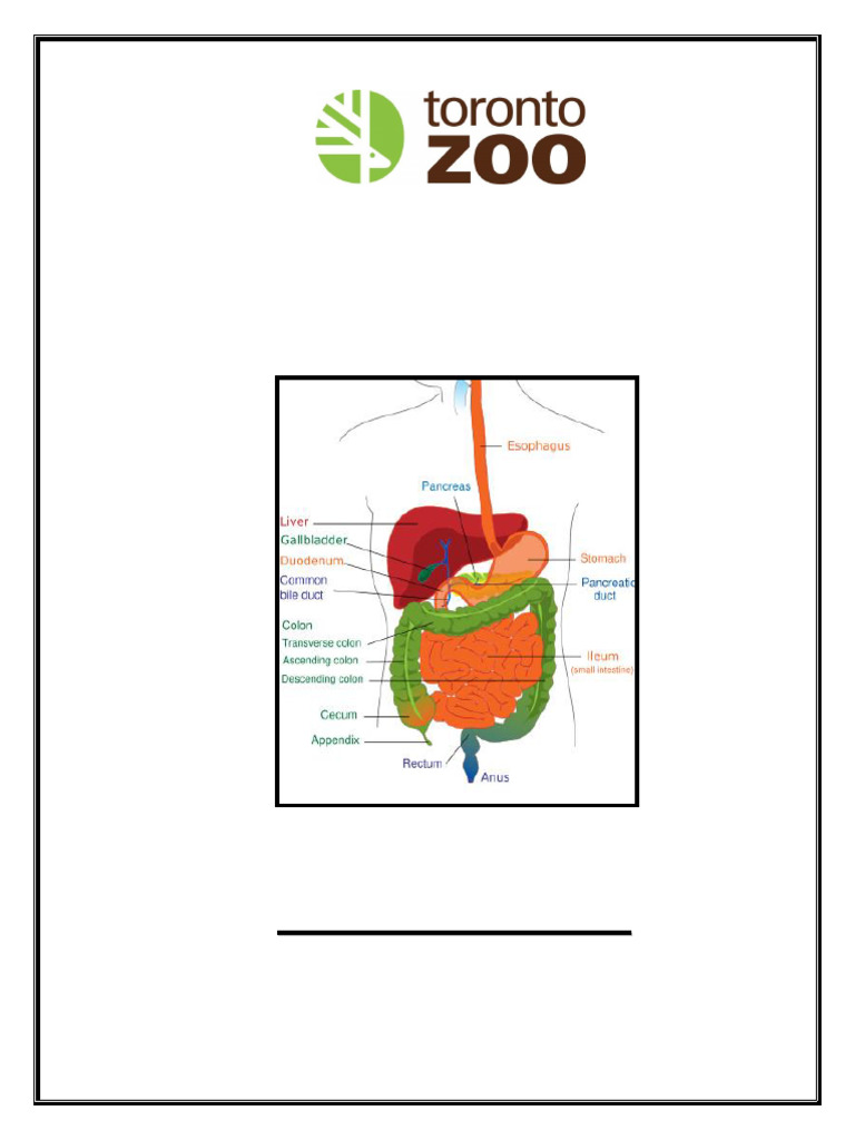 Grade 5- Human Organ Systems | PDF | Digestion | Nutrition Facts Label