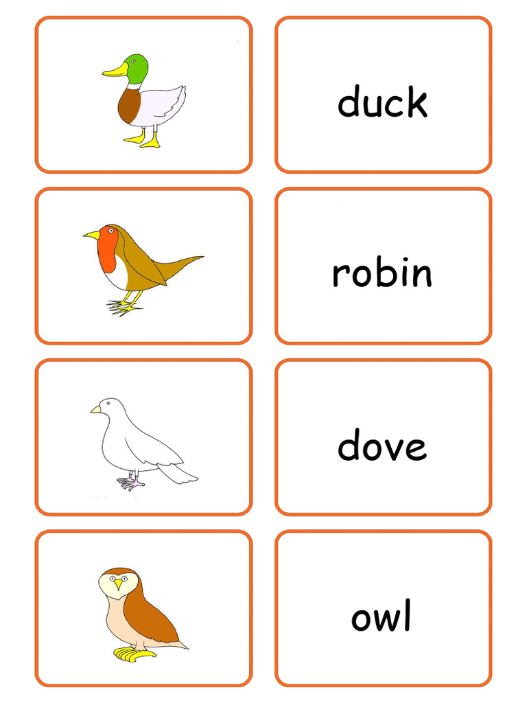 Flashcards Birds | PDF