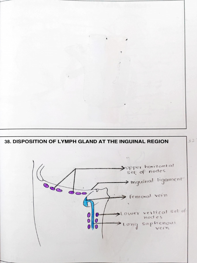 Gross Anatomy Record | PDF