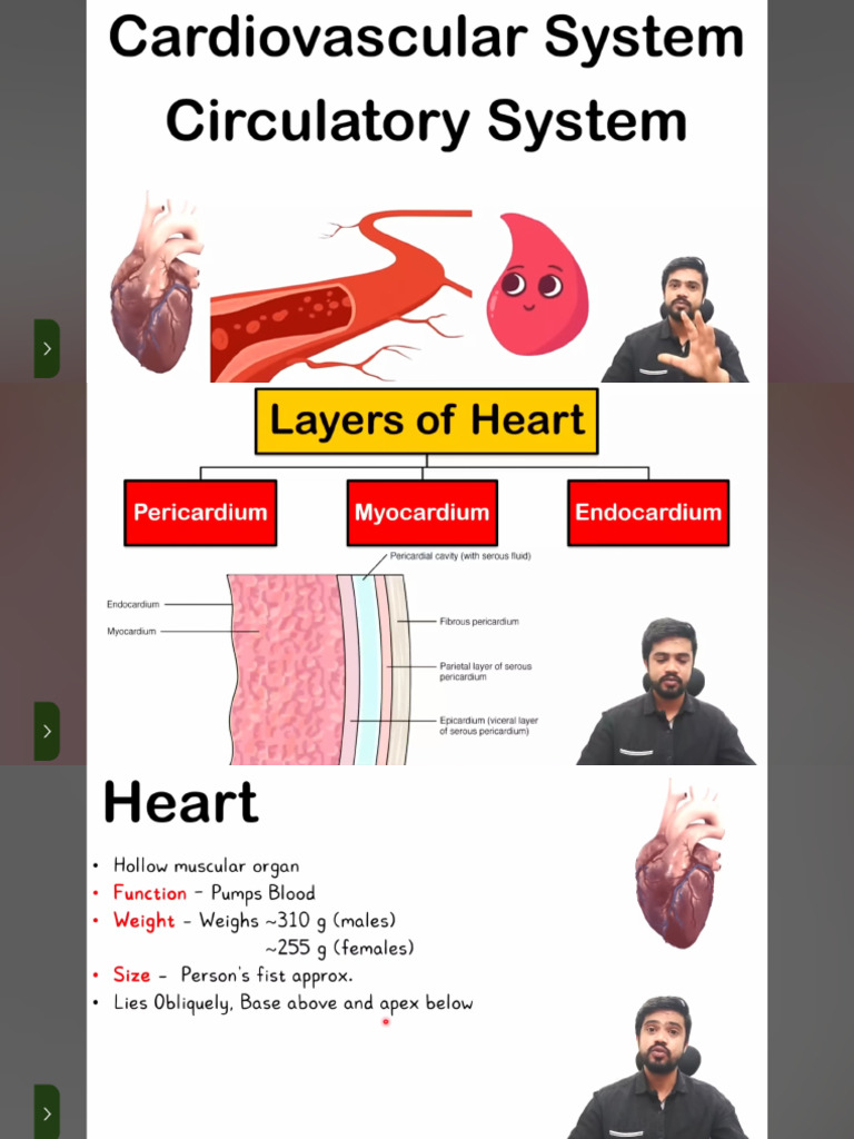 Cardiovascular System Physiology 13.01.24 | PDF