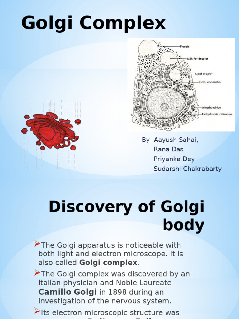 Golgi Complex: Structure and Functions | PDF | Endoplasmic Reticulum ...