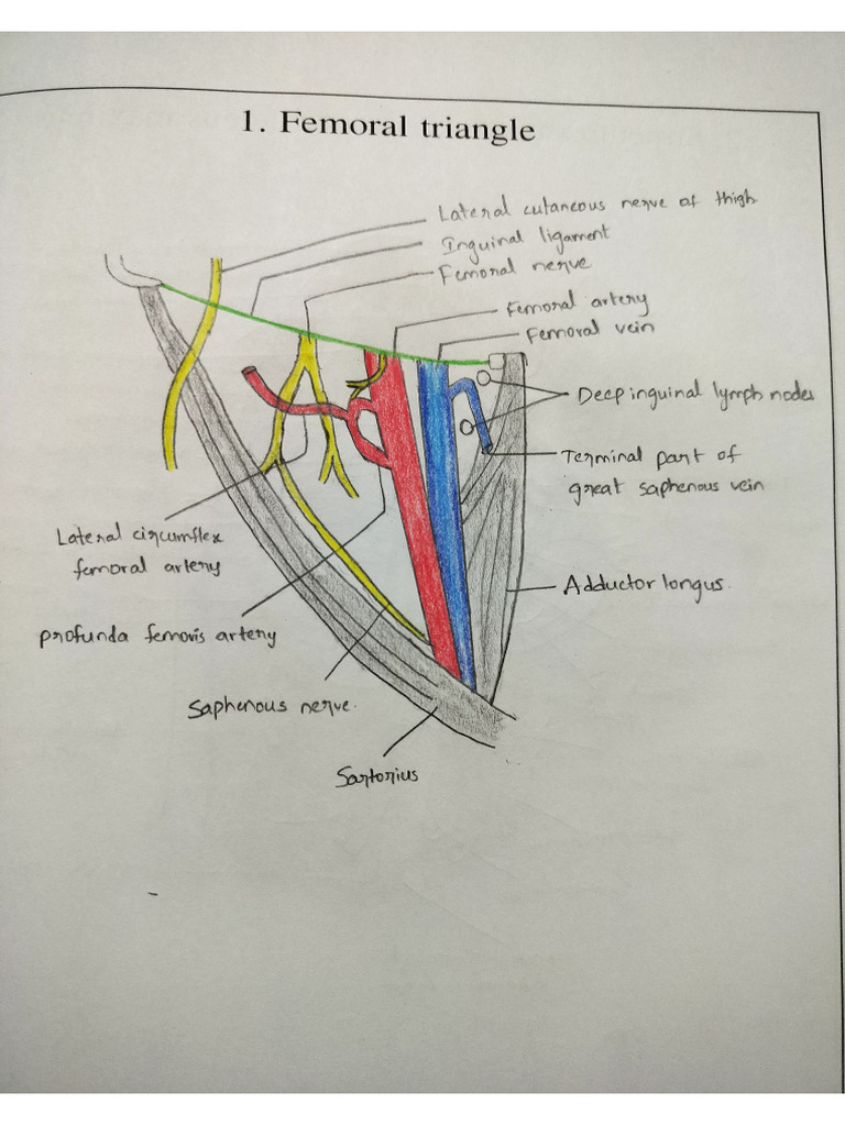 Gross Anatomy Record | PDF