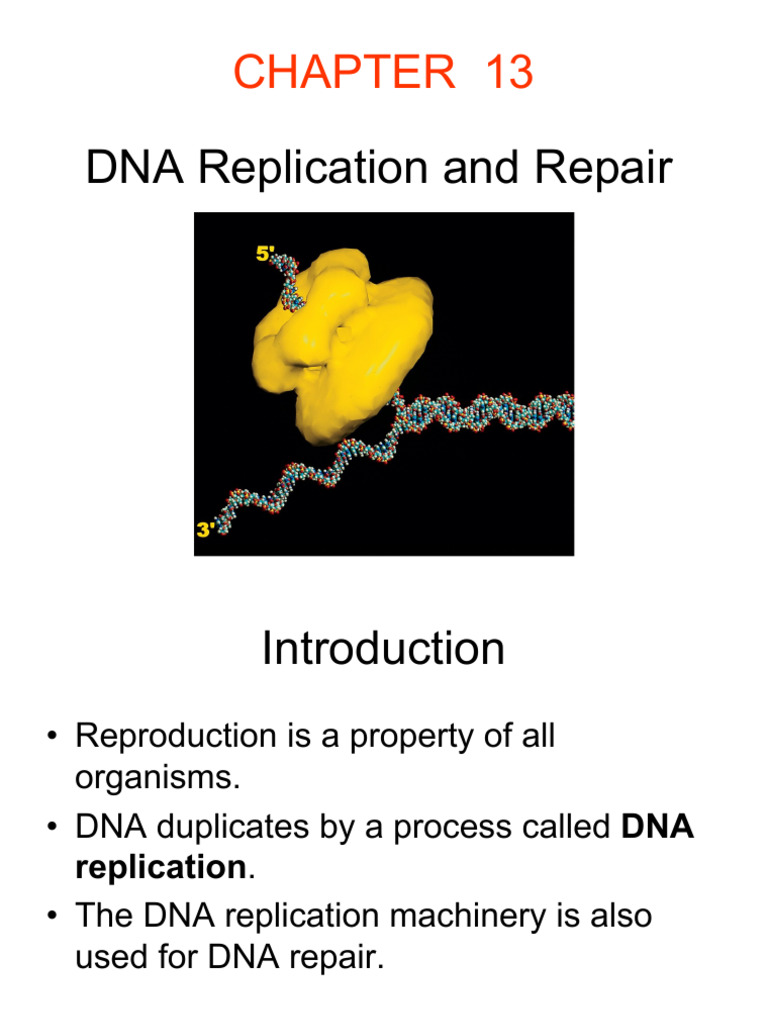 12 DNA Replication and Repair | PDF | Dna Replication | Dna Repair