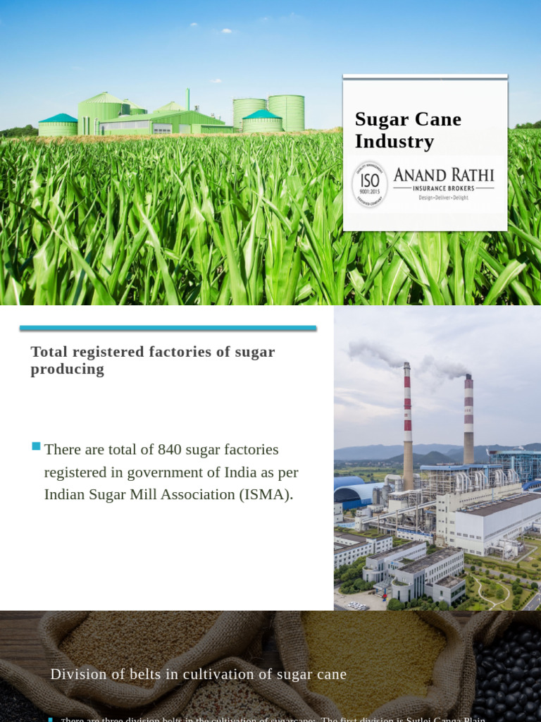 Sugar Cane | PDF | Sugarcane | Sugar