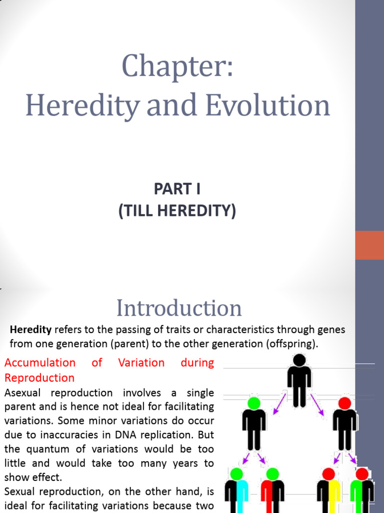 Class 10 Heredity and Evolution - I | PDF | Dominance (Genetics) | Zygosity