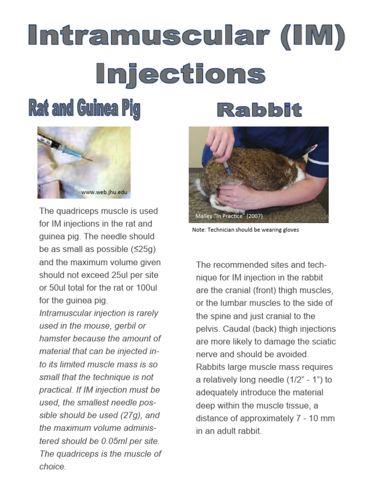 IM Injection Techniques in Small Animals | PDF