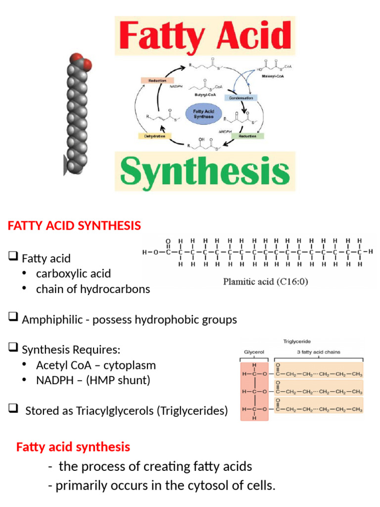 Fatty Acid Synthesis Overview | PDF