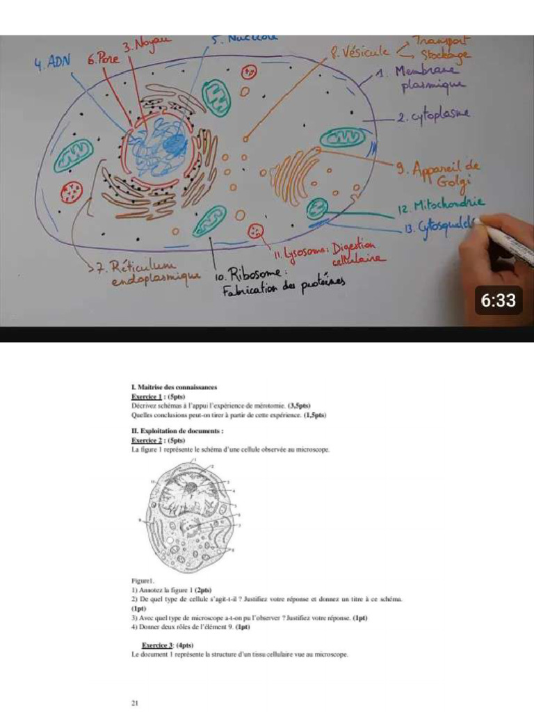 Exercices Corrigés SVT | PDF
