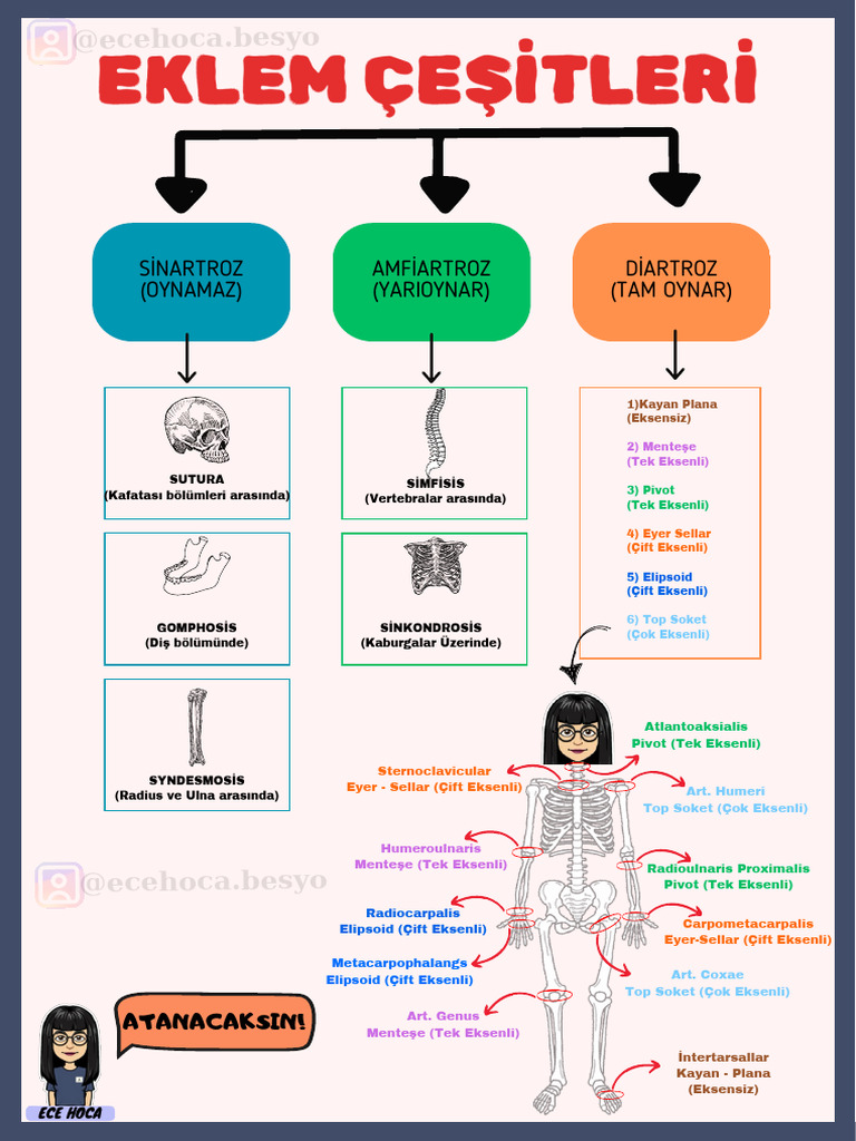 Eklemler Ece Hoca | PDF