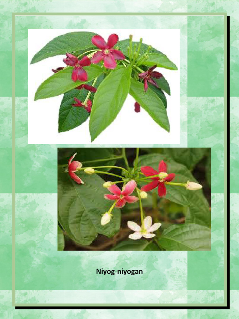 Niyog Niyogan | PDF | Diarrhea