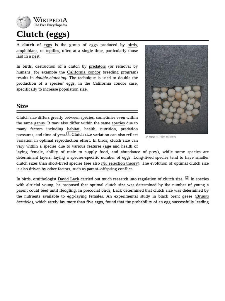 Clutch_(eggs) | PDF | Birds | Ornithology