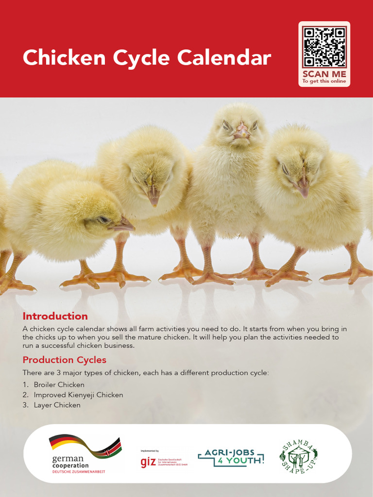 Chicken_Cycle_Calendar | PDF | Chicken | Birds