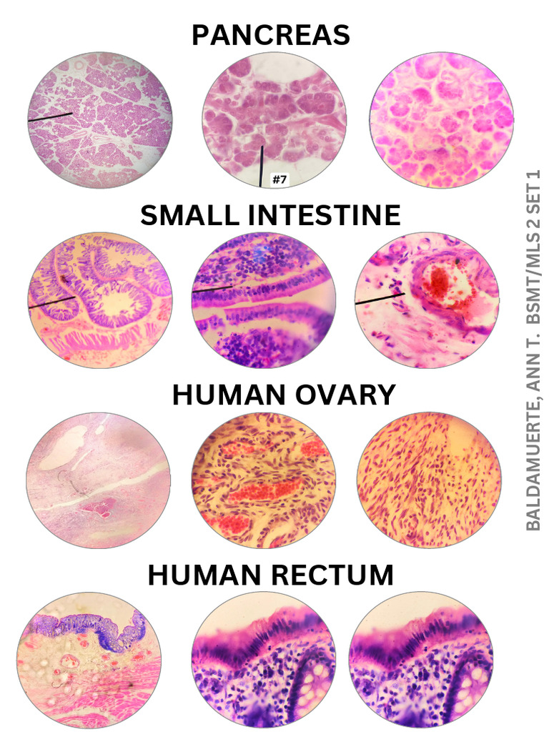 Human Histology Slides | PDF