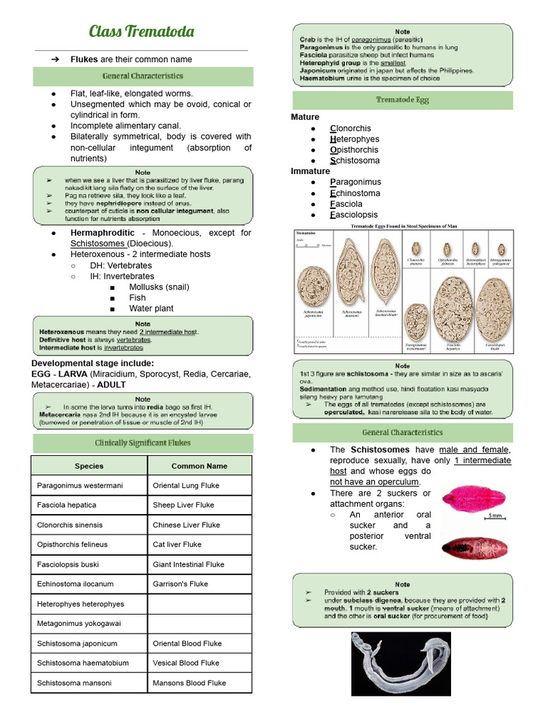 Class-Trematoda-1 | PDF | Medical Specialties