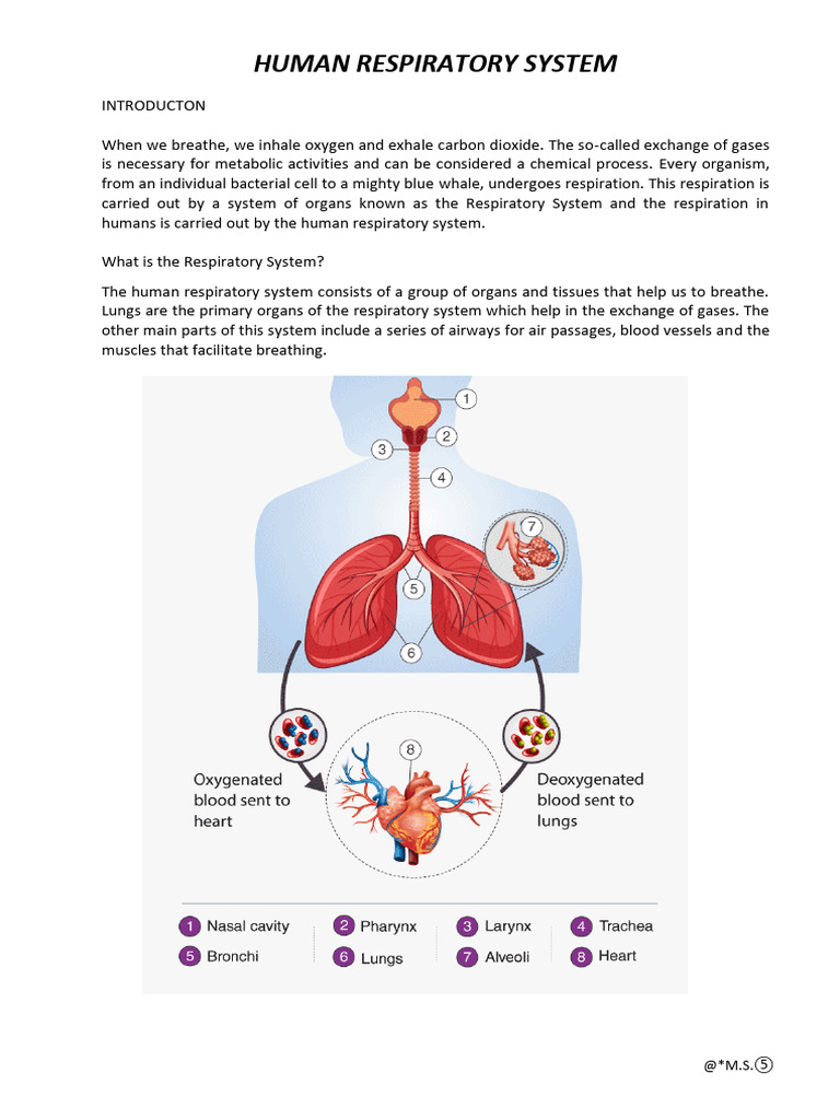 Human Respiratory System Pdf Respiratory System Lung