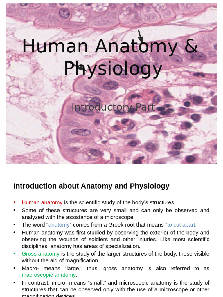Human Ana & Physio Cells, Tissue Level of Organisation | PDF | Epithelium | Anatomy