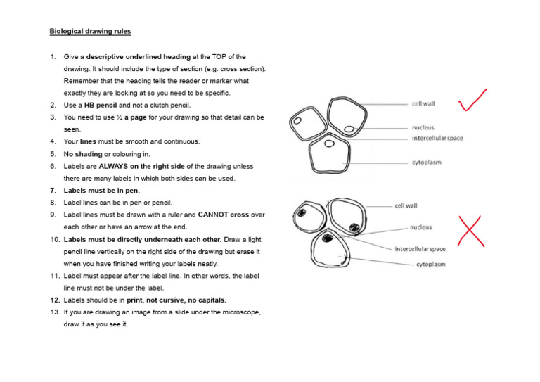 Biological Drawing Rules | PDF