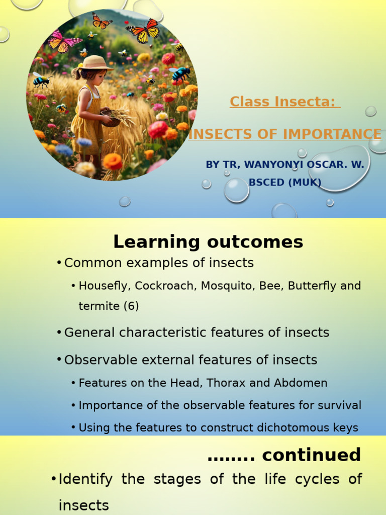 Observable Features of Housefly | PDF | Mosquito | Insects