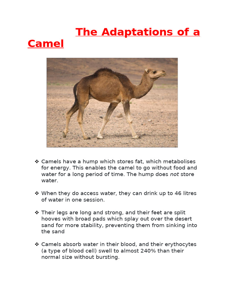 the adaptations of a camel | PDF